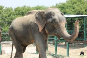 These Animals Were Brutally Tortured by their Owners - See What they're ...