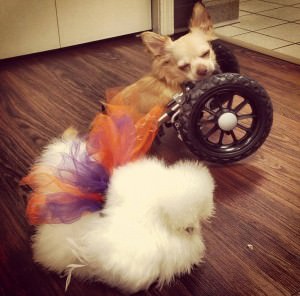 These Animals Were Brutally Tortured by their Owners - See What they're ...