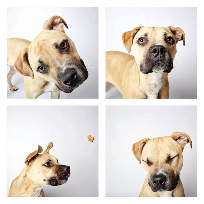 This Adorable Doggy Photo Booth Is Helping Animals Find Homes