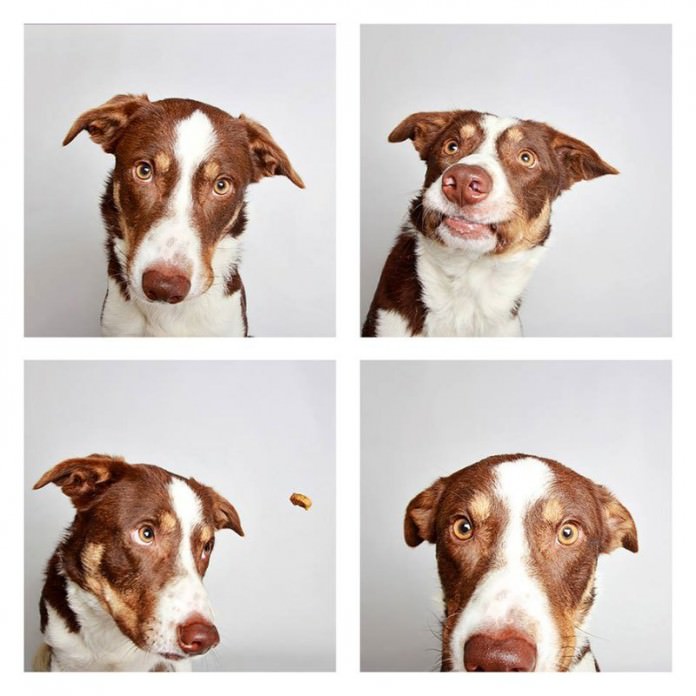 This Adorable Doggy Photo Booth Is Helping Animals Find Homes