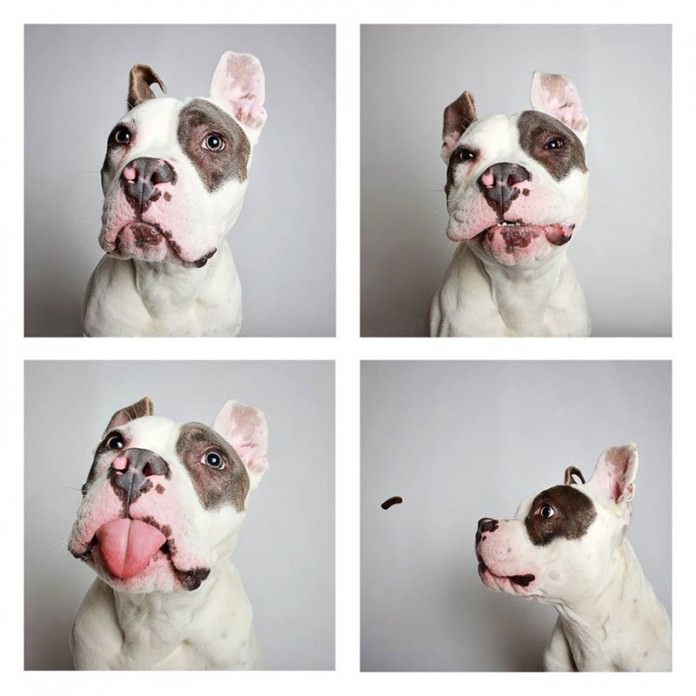 This Adorable Doggy Photo Booth Is Helping Animals Find Homes