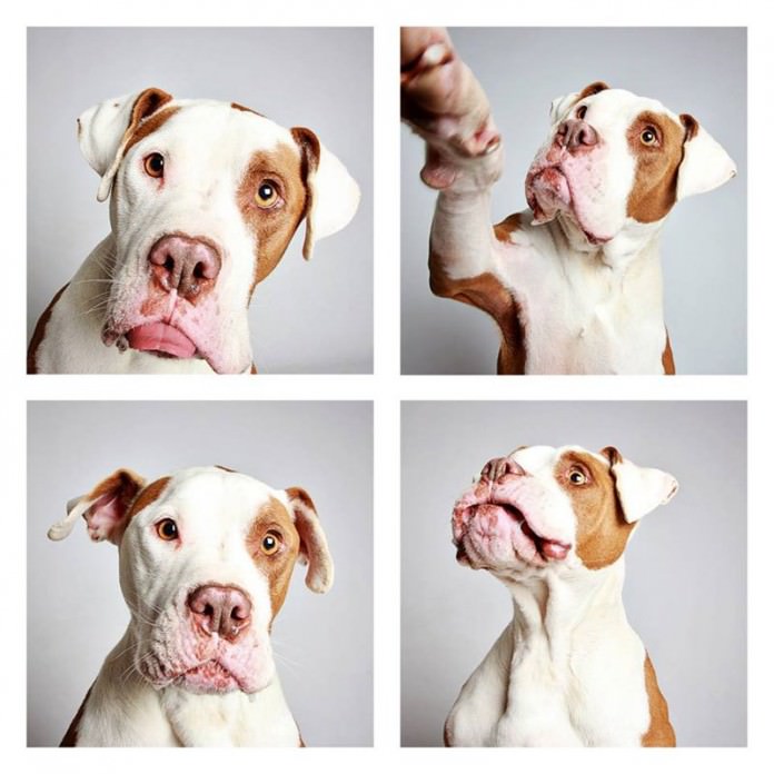 This Adorable Doggy Photo Booth Is Helping Animals Find Homes