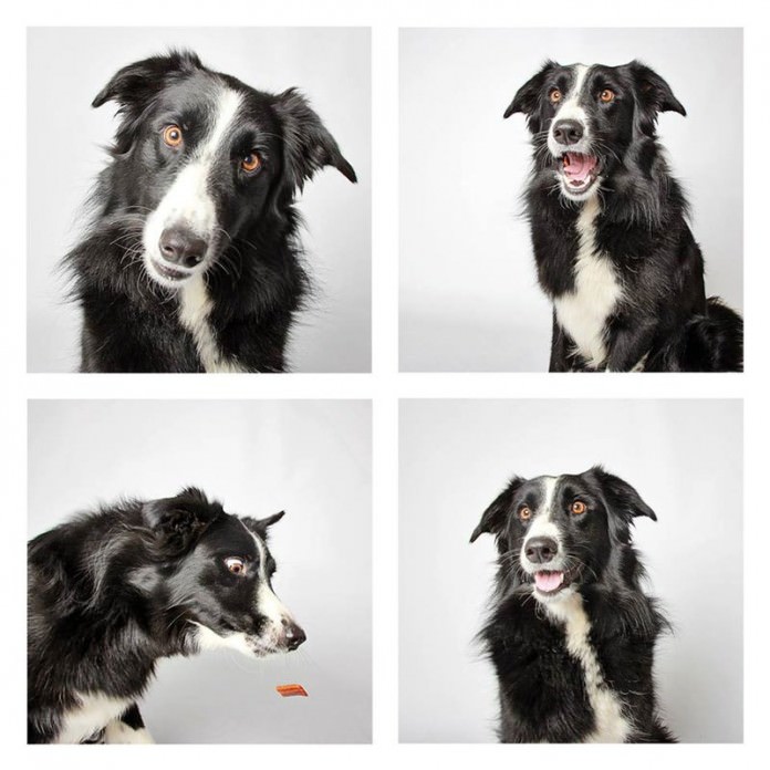 This Adorable Doggy Photo Booth Is Helping Animals Find Homes
