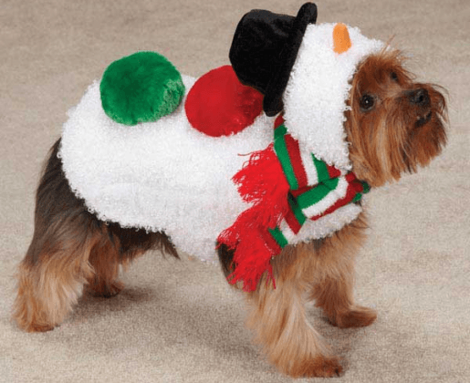10 Pets Dressed Festively Are Sure to Steal The Show This Christmas