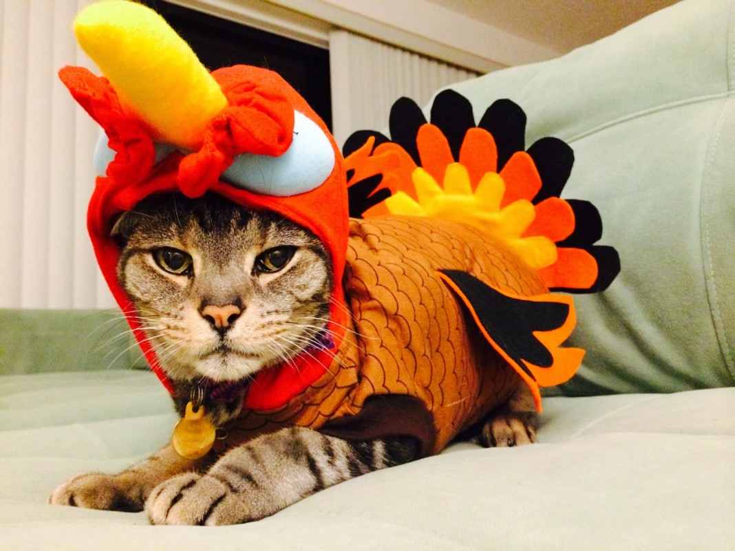 10 Pets Dressed Festively Are Sure to Steal The Show This Christmas