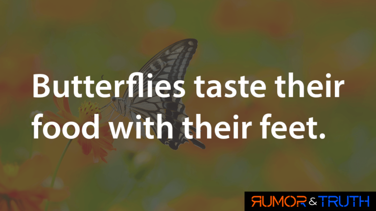 28 Fun Facts That Will Really Blow You Off