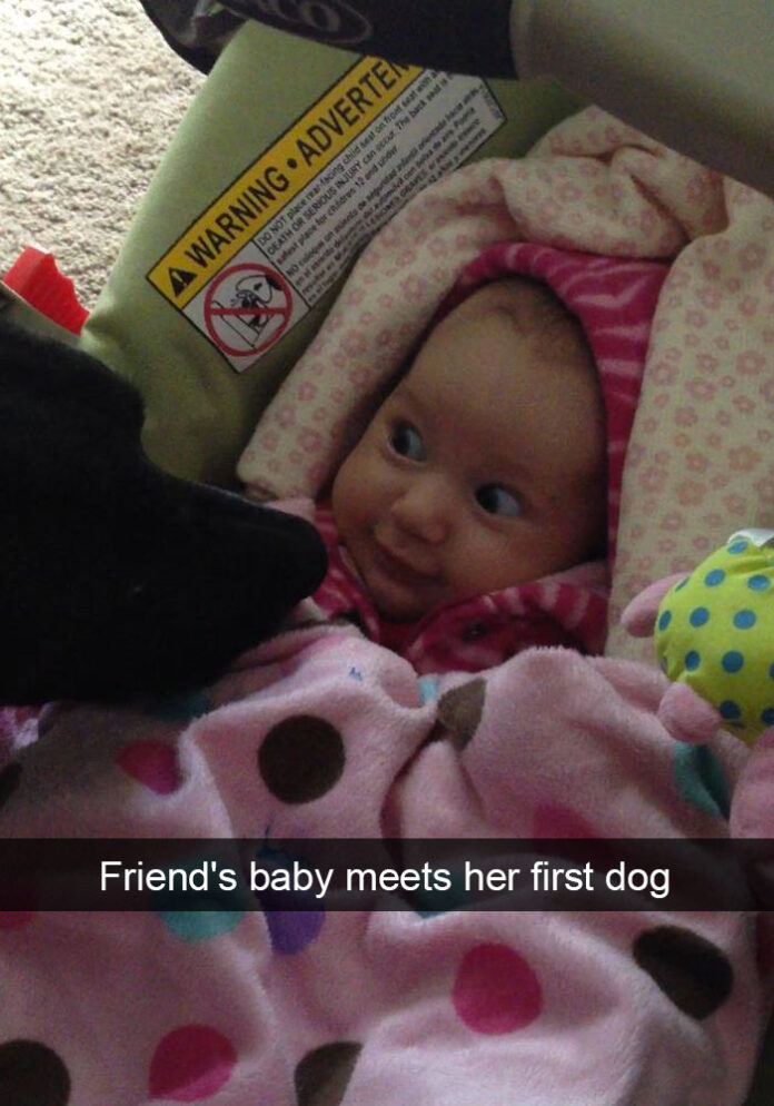 Dog SnapChats Stories - Why We All Need Them In Our Lives